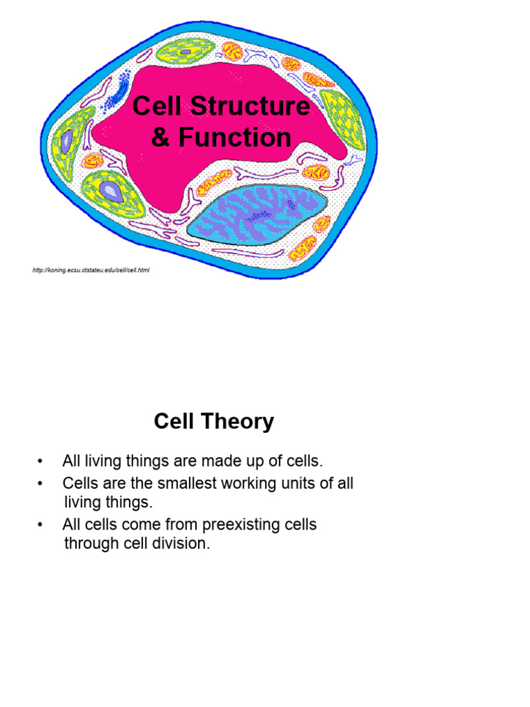 Cell Structure Function | PDF | Cell (Biology) | Cell Nucleus