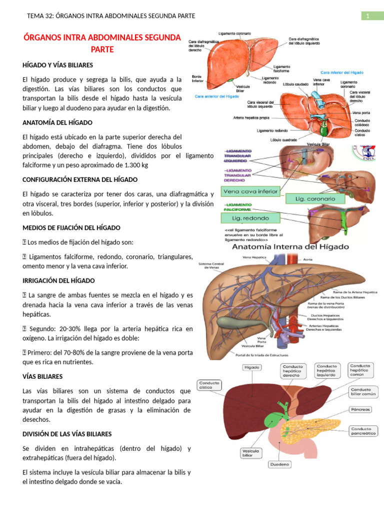 Órganos Intra Abdominales Segunda Parte | PDF | Hígado | Páncreas