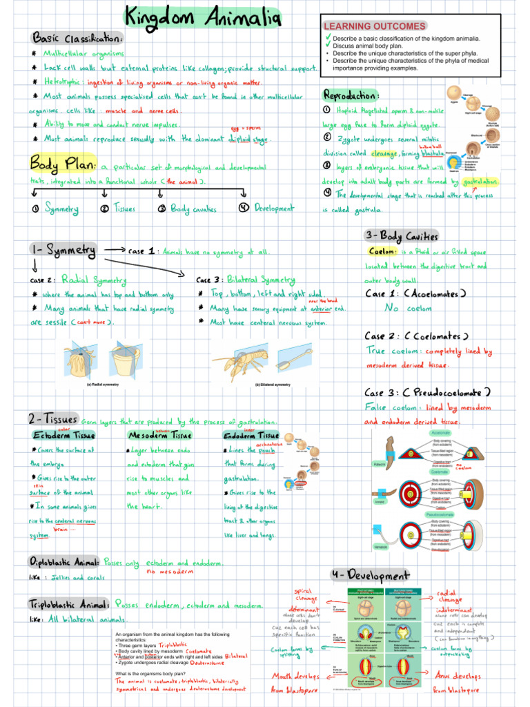 2.15 Kingdom Animalia | PDF | Biology | Zoology