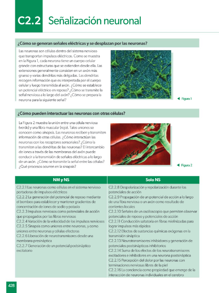 C2.2 SEÑALIZACION NEURONAL | PDF | Sinapsis | Potencial de acción