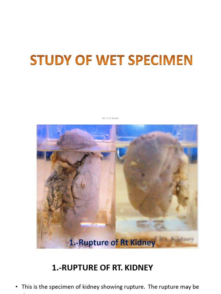 wet specimens pdf 2Practical Internal specimen Photo of fmt | PDF ...