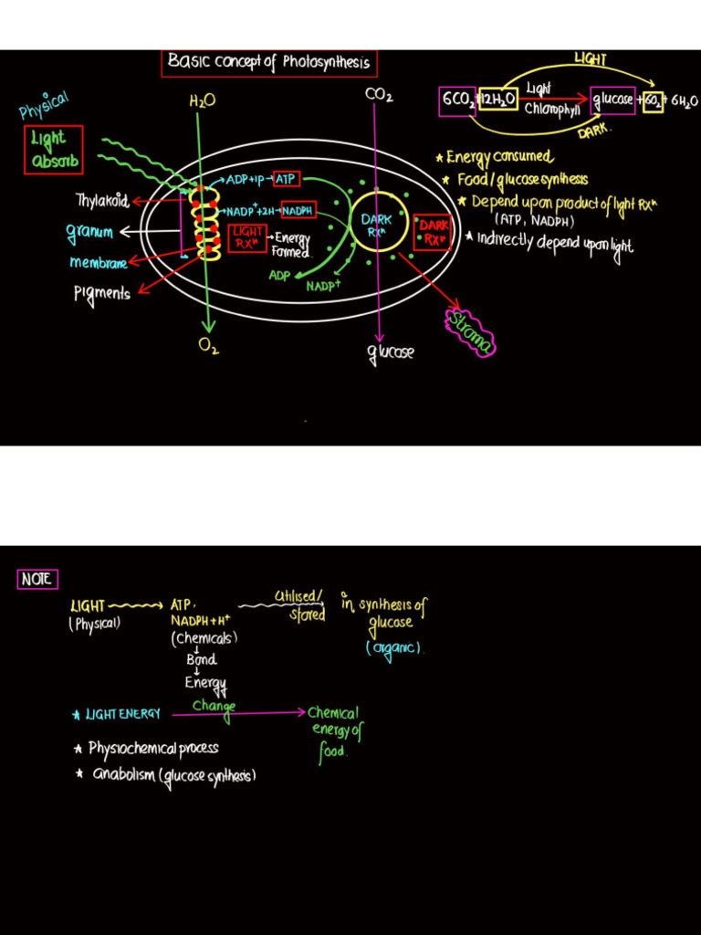 PHOTOSYNTHESIS Mark 1 Notes | PDF