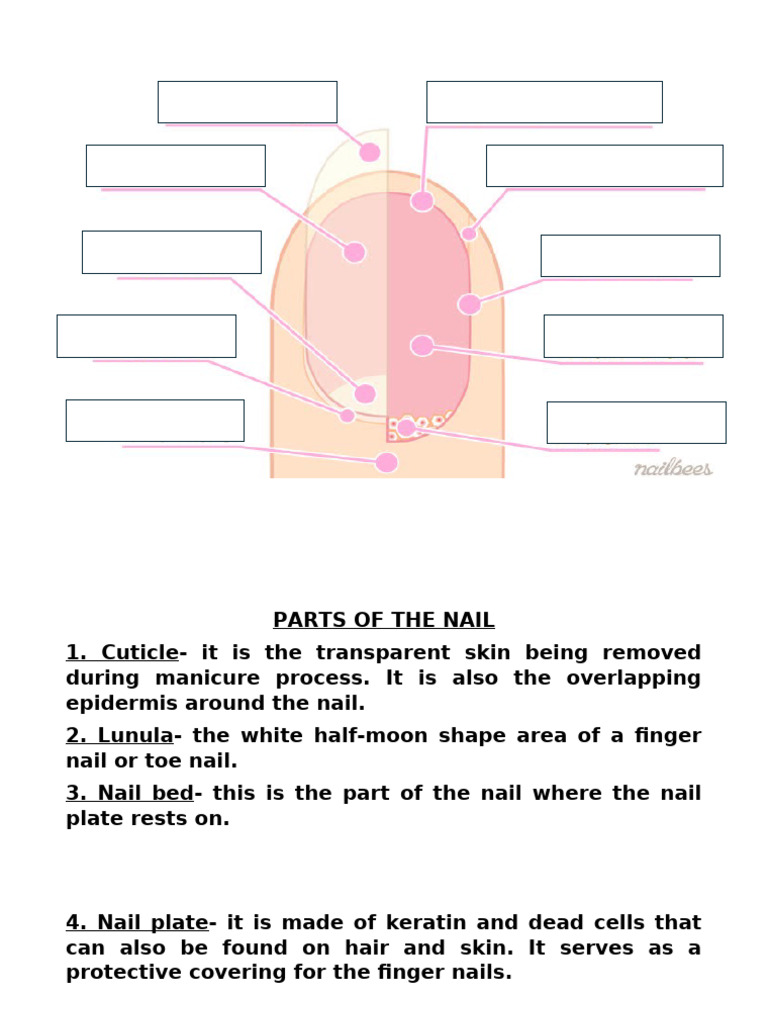 Parts of the Nail | PDF