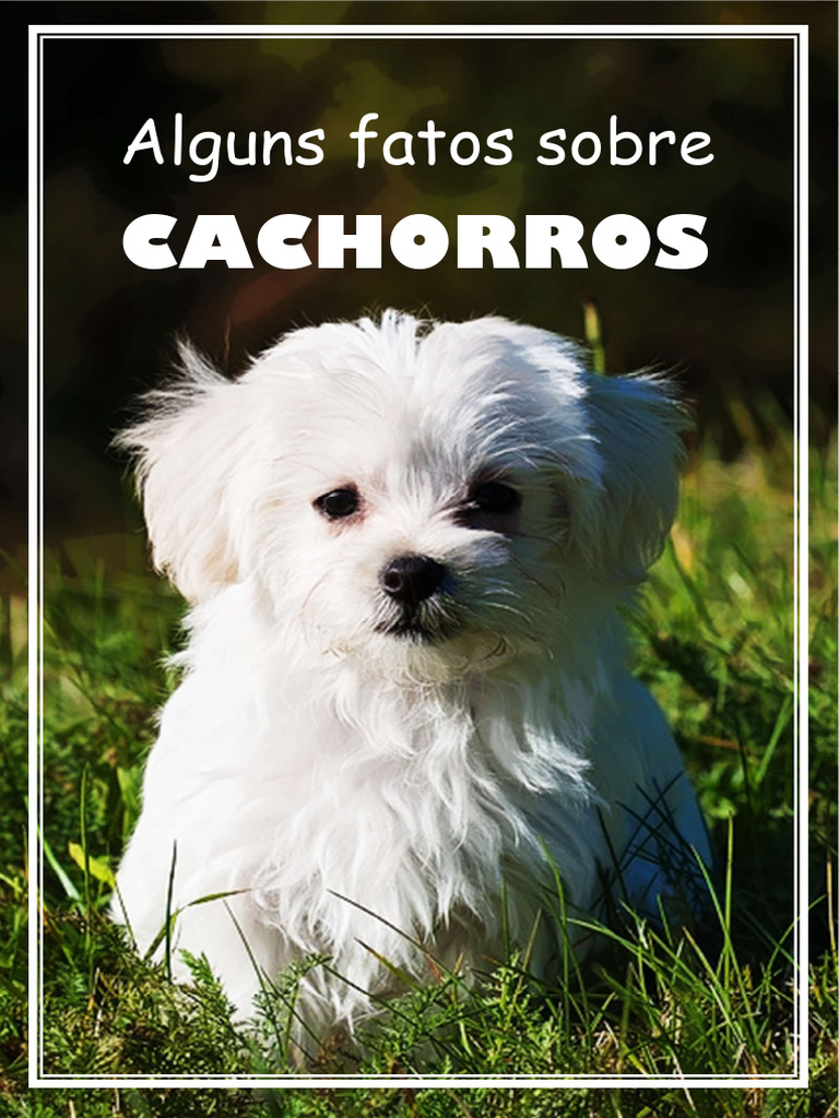 Alguns Fatos Sobre Cachorros | PDF