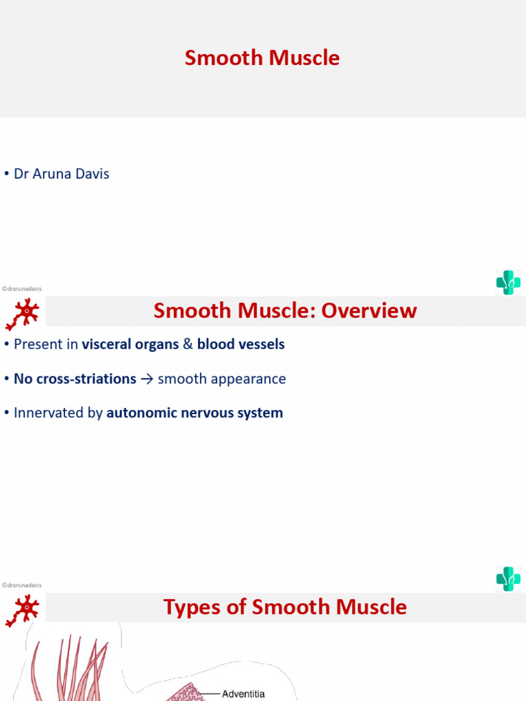 Smooth Muscle Structure and Function | PDF | Muscle Contraction ...