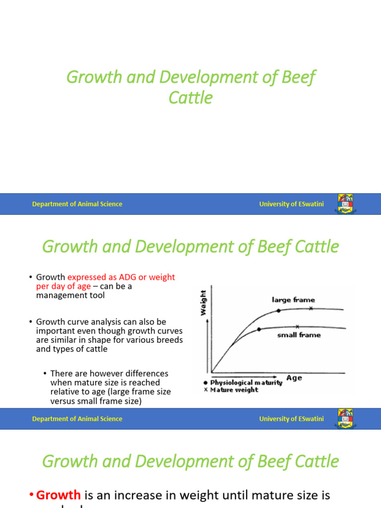 Beef Cattle Growth and Development Insights | PDF | Cattle | Beef