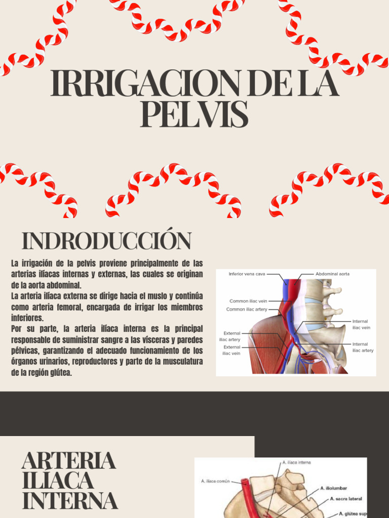 Arteria Iliaca Externa - 20251030 - 113403 - 0000 | PDF | Pelvis | Abdomen