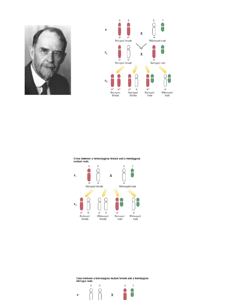 Chromosome Theory of Inheritance | PDF