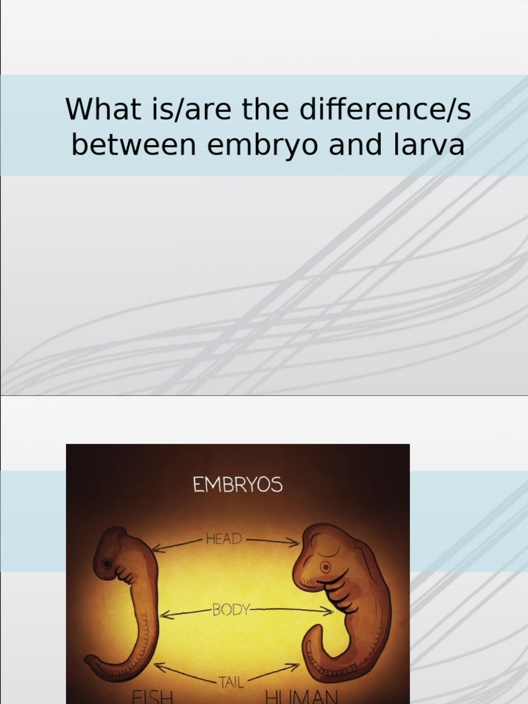Embryo vs. Larva: Zebra Fish Development | PDF | Embryo | Biological ...