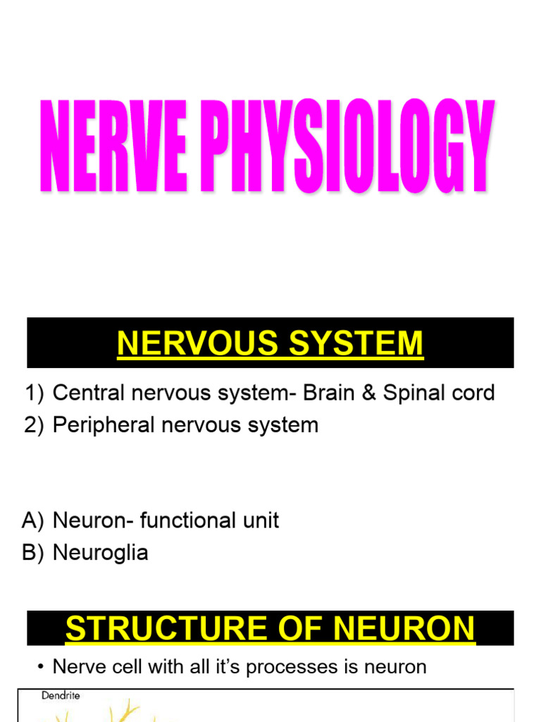 Nerve Physiology | PDF | Neuron | Axon