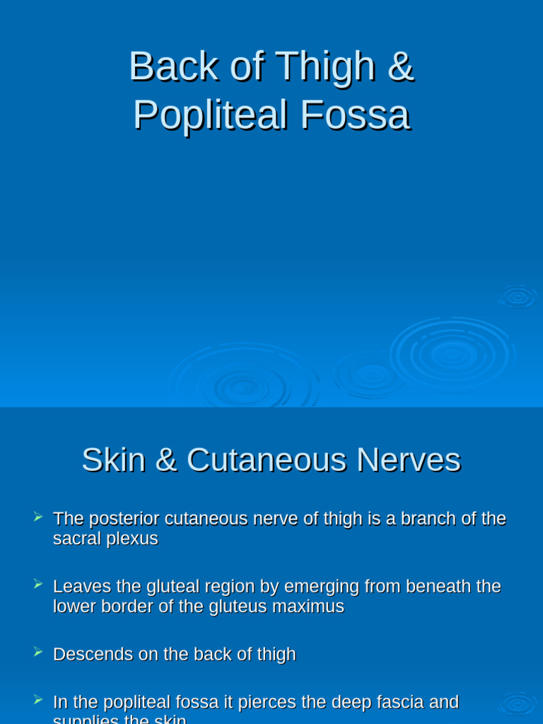 20-Back of Thigh & Popliteal Fossa | PDF | Human Leg | Knee
