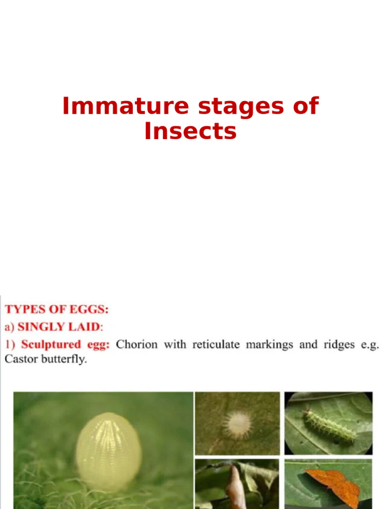 Immature stages of insects | PDF