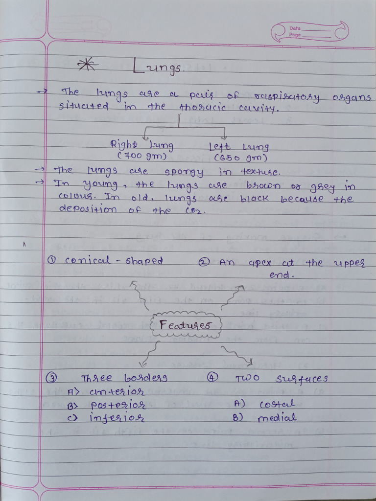 Lungs | PDF
