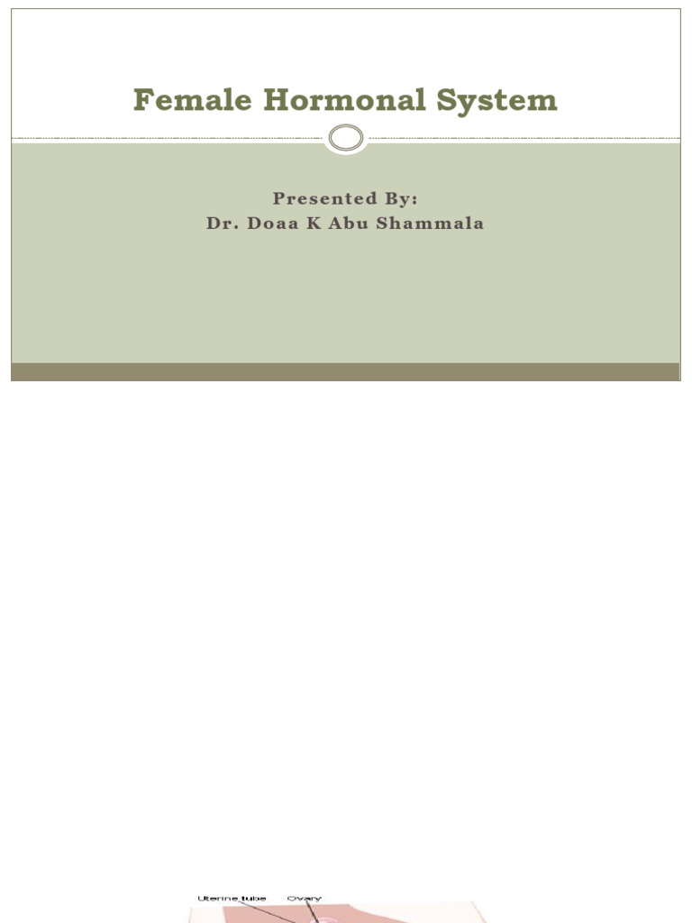 Female reproductive system | PDF | Menstrual Cycle | Luteinizing Hormone