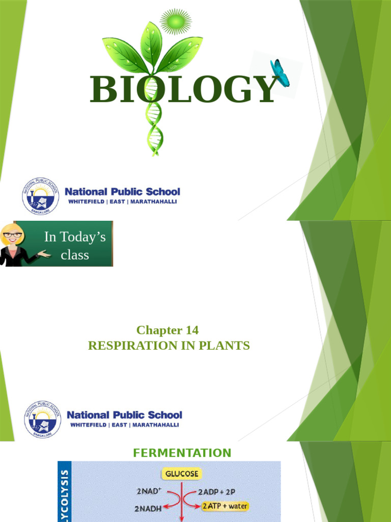 Plant Respiration and Fermentation Guide | PDF