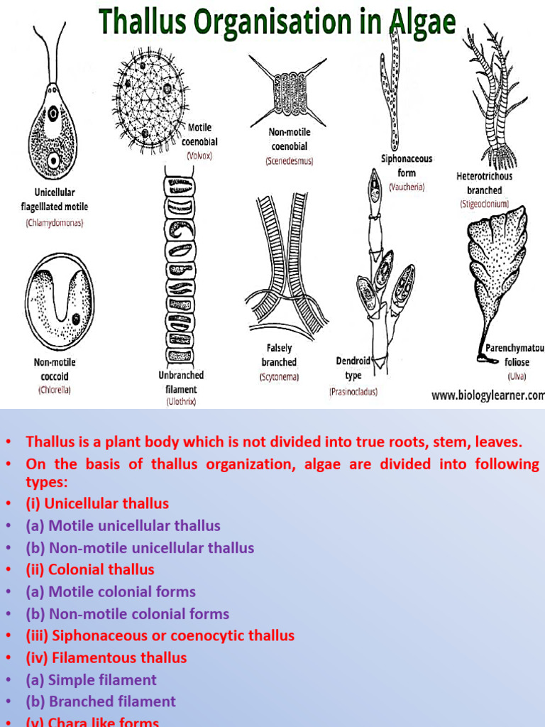 Algae..Range of Thallus-1 | PDF | Algae | Biology