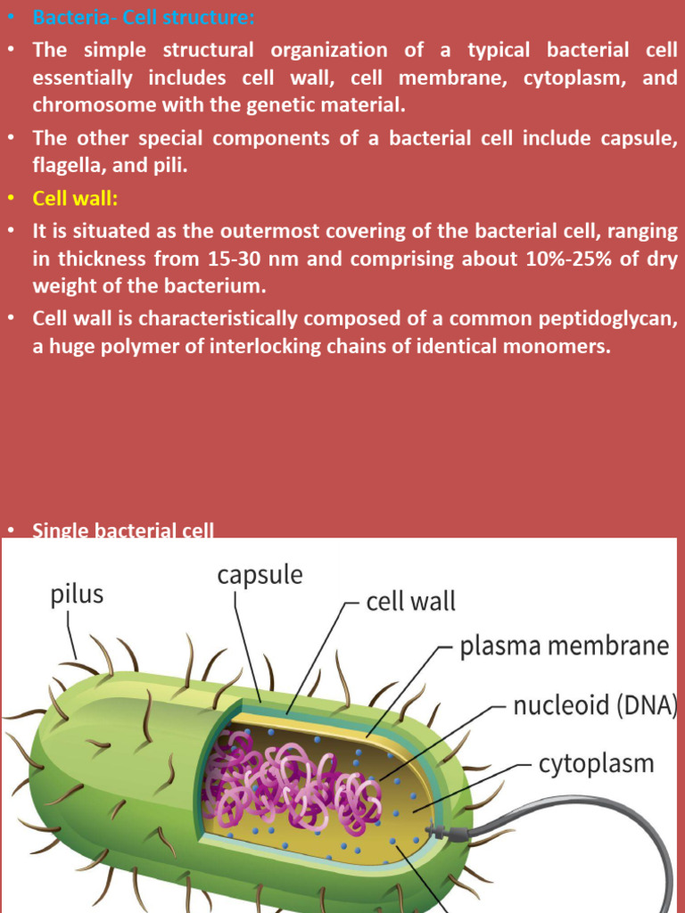 Bacteria Cell Structure | PDF | Cell (Biology) | Bacteria