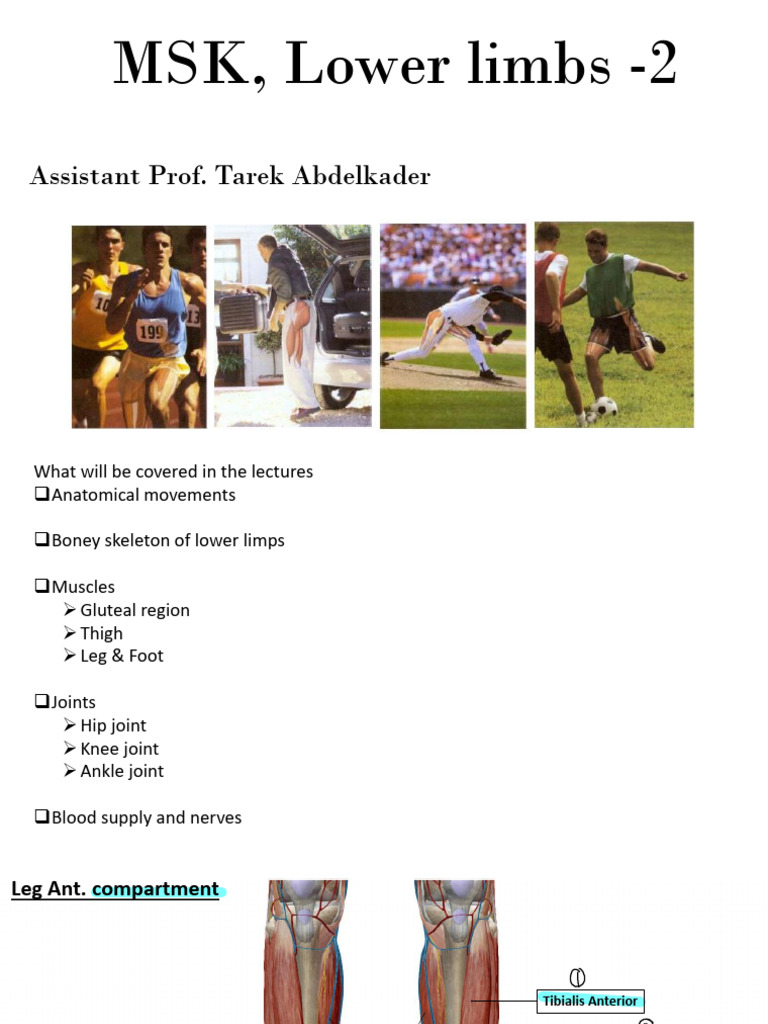 WK11 MSK Lower Limb Lecture Part 2 | PDF | Human Leg | Foot