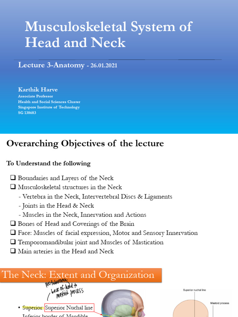 Wk3 Msk Head - Neck | PDF | Vertebra | Neck