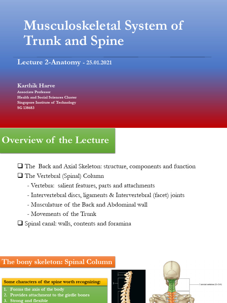 WK3 MSK Trunk - Spine | PDF | Vertebra | Musculoskeletal System