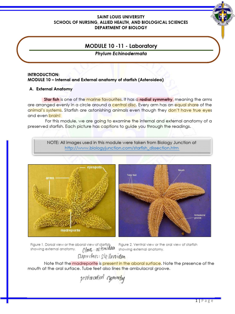 Starfish and Echinoderm Anatomy Guide | PDF | Zoology