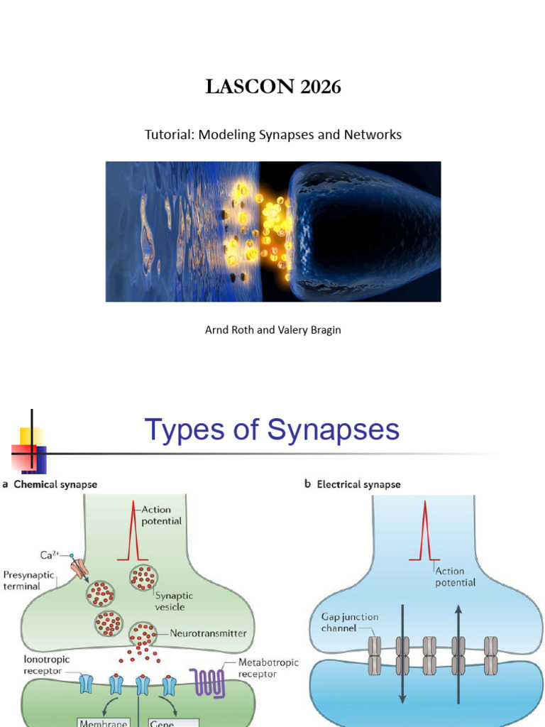 Tut3 Modeling Synapses | PDF | Chemical Synapse | Excitatory ...