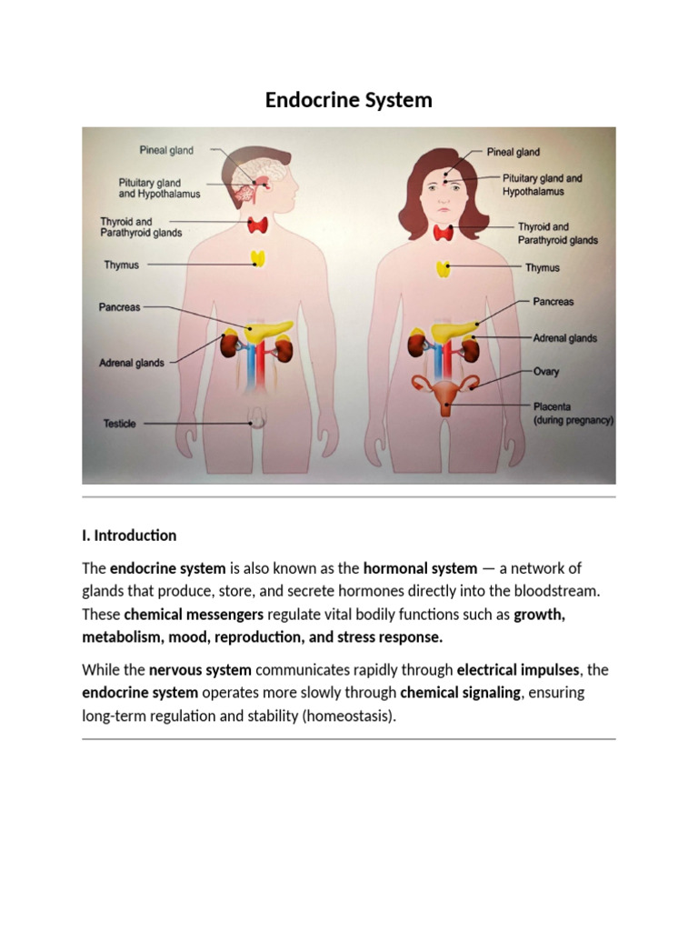 04. Endocrine System | PDF | Endocrine System | Hormone