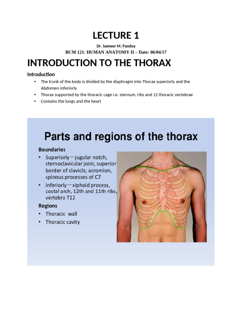 anatomy of thorax | PDF | Thorax | Vertebra