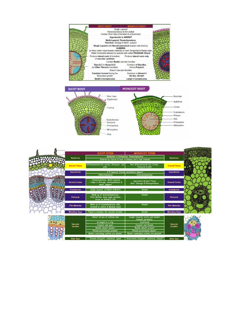 Anatomy of Root, Stem and Leaf Notes | PDF