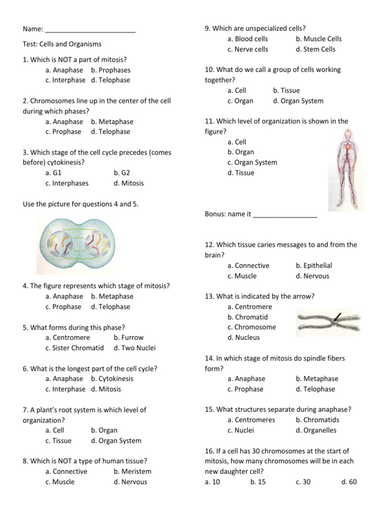Cell Cycle and Anatomy Test | PDF | Mitosis | Life Sciences