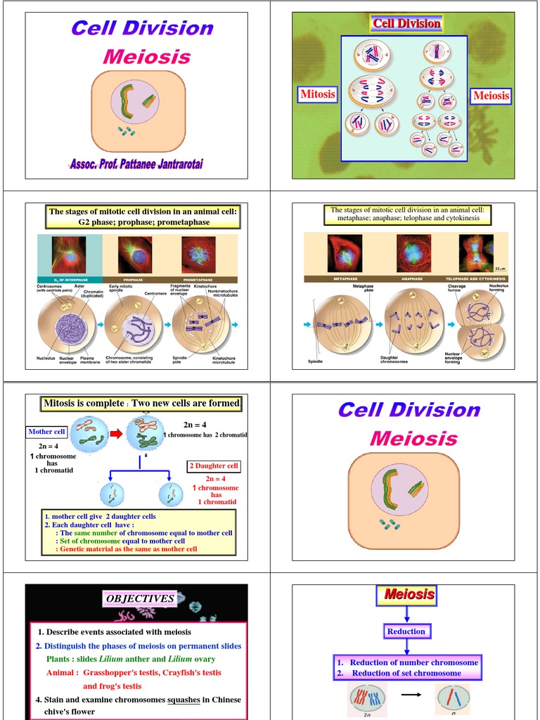 Meiosis | PDF | Meiosis | Mitosis