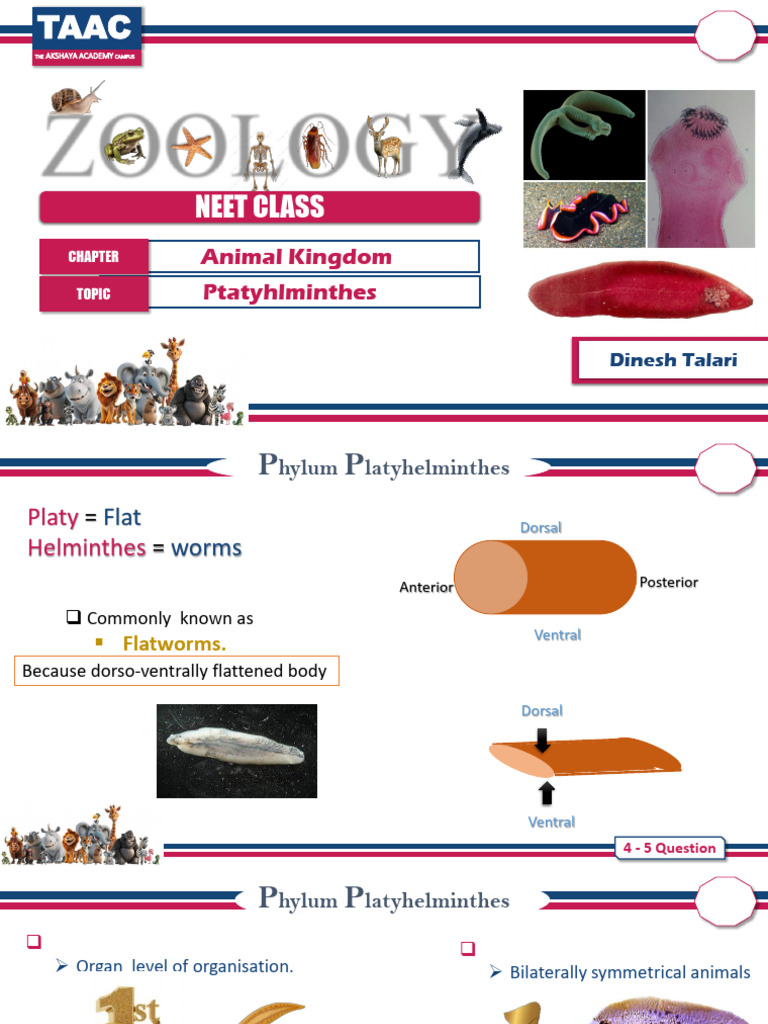 Phylum Platyhelminthes Overview | PDF | Biology | Zoology