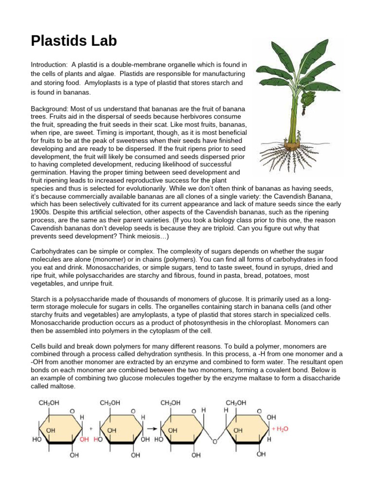 AP Banannas Endosymbiosis and Plastids Lab | PDF | Carbohydrates | Starch