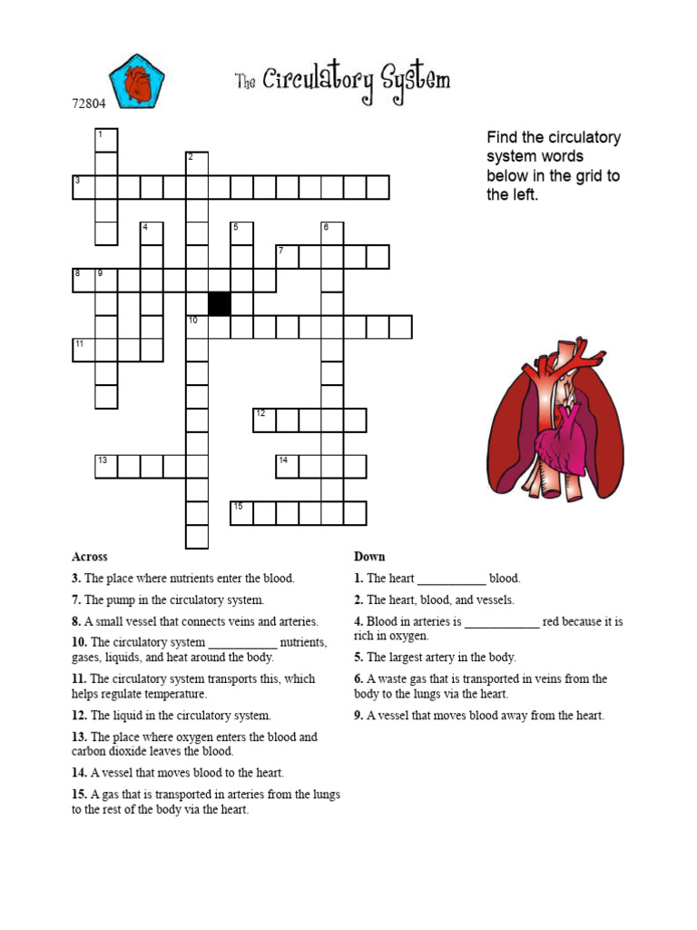 Circulatory System Vocabulary Puzzle | PDF | Blood Vessel | Circulatory ...