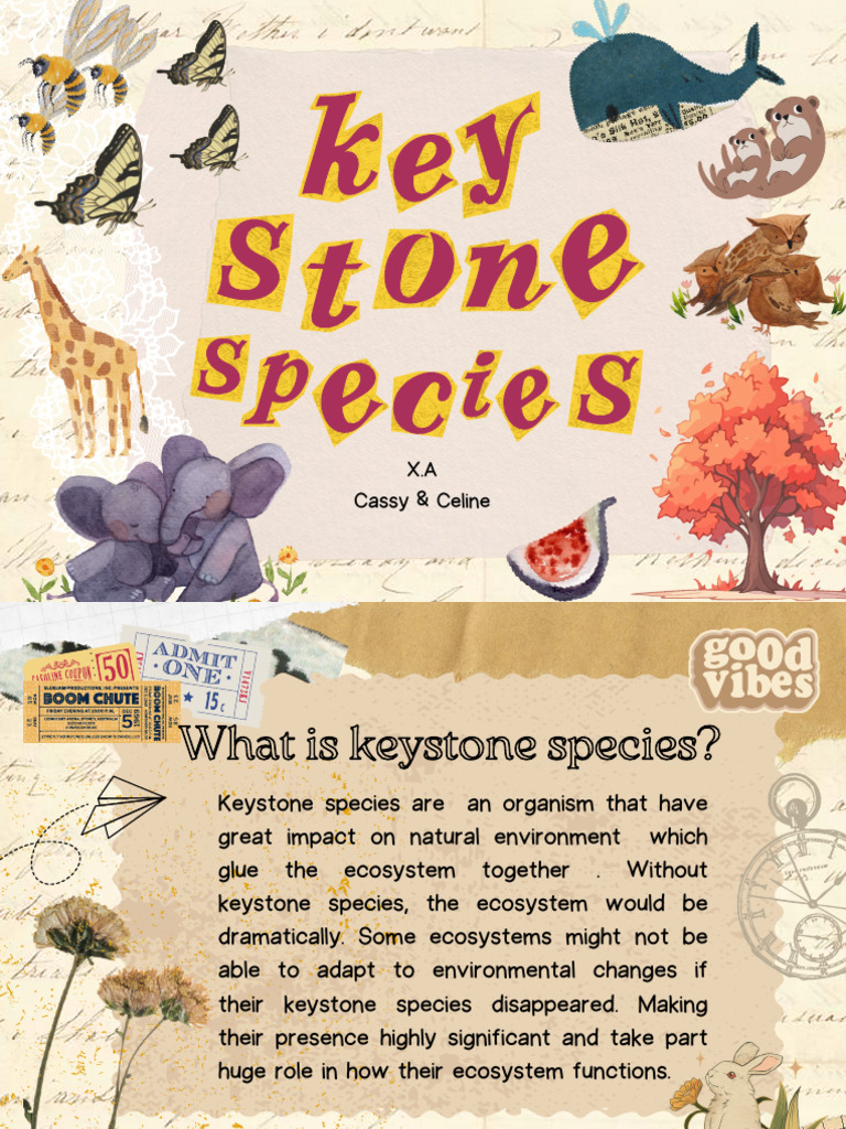 Key stone species | PDF | Seaweed | Natural Environment