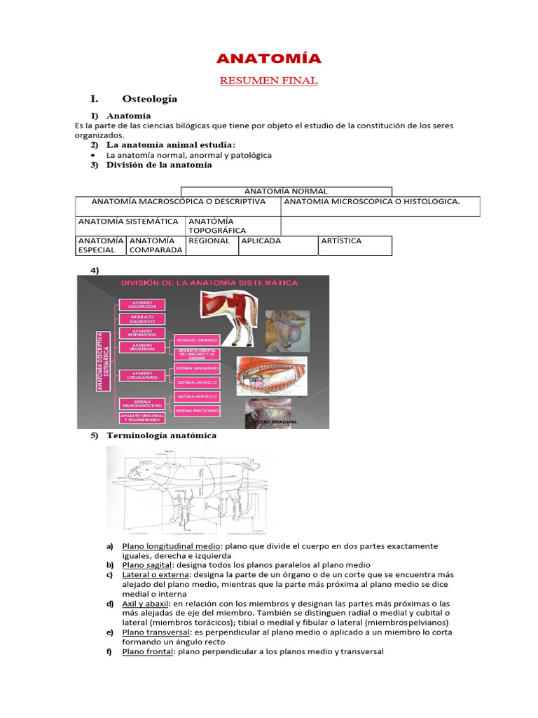 RESUMEN FINAL DE ANATOMIA 1 | PDF | Vértebra | Tórax