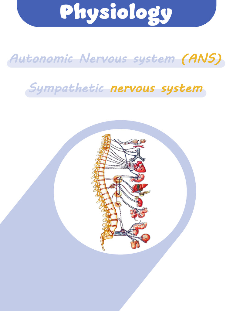 Physiology (ANS, Sympathetic Nervous System) | PDF | Autonomic Nervous ...