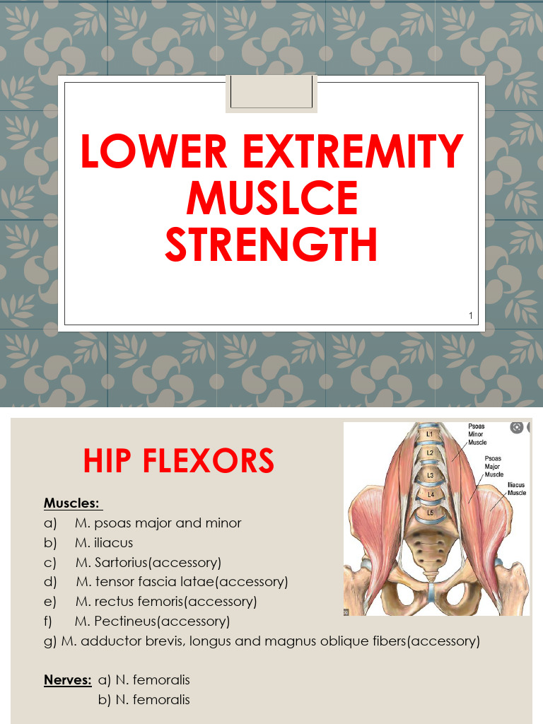 Lower Extremity Muscle Strength | PDF | Human Leg | Foot