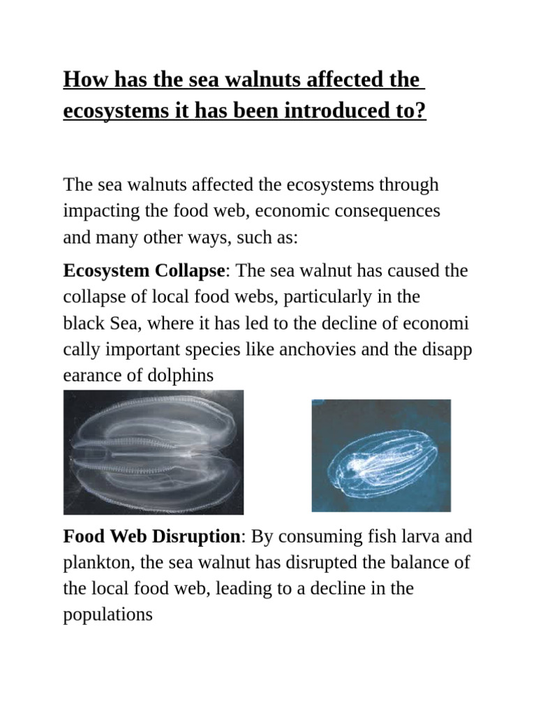 Sea Walnuts' Ecosystem Impact Analysis | PDF | Invasive Species | Sea
