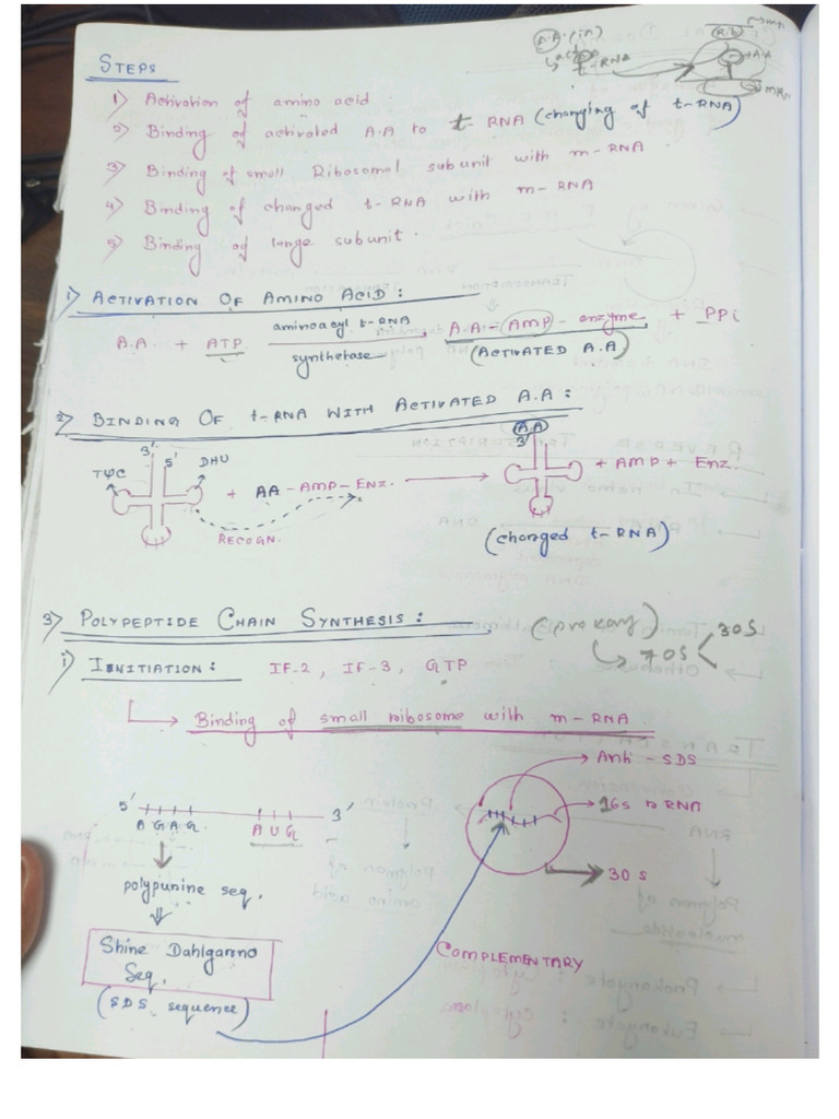 Mechanism of Translation | PDF