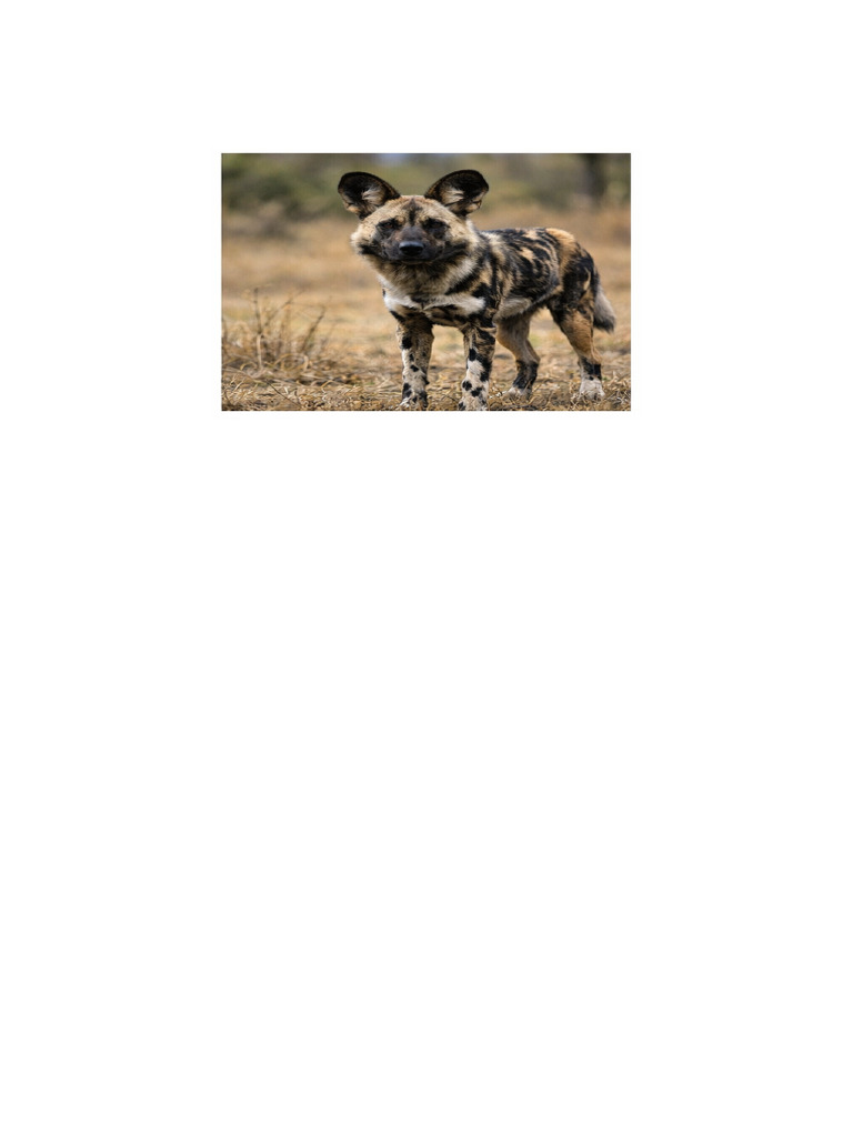 Afrički Divlji Lovački Pas | PDF