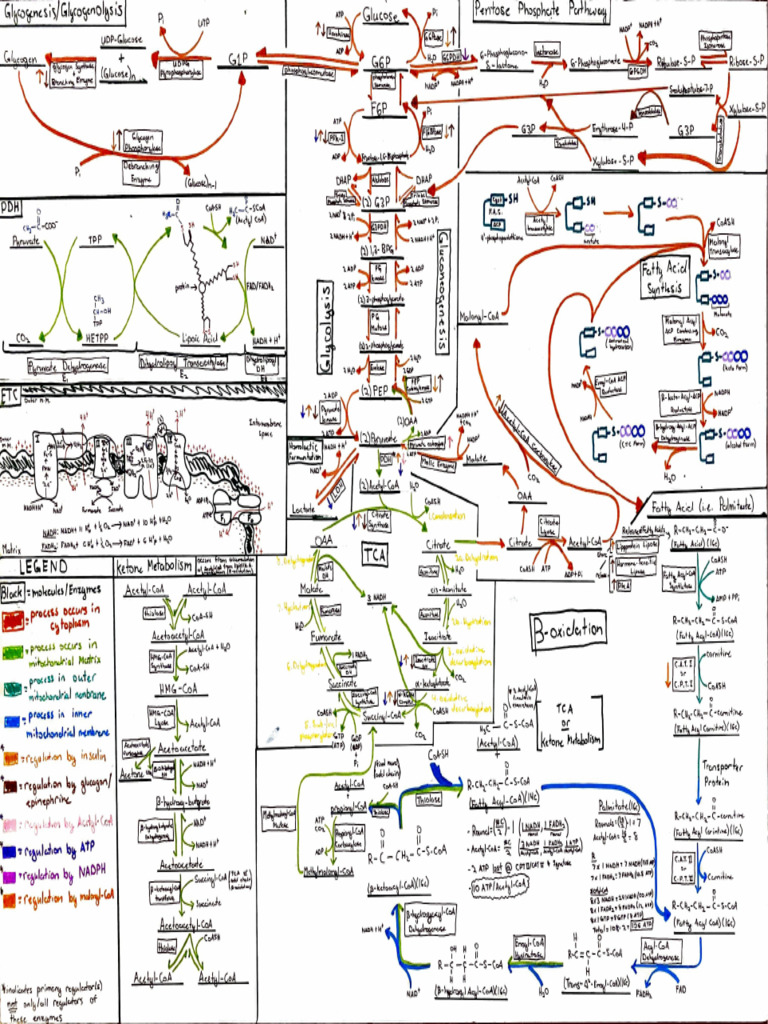 Metabolic Map Exam IV | PDF