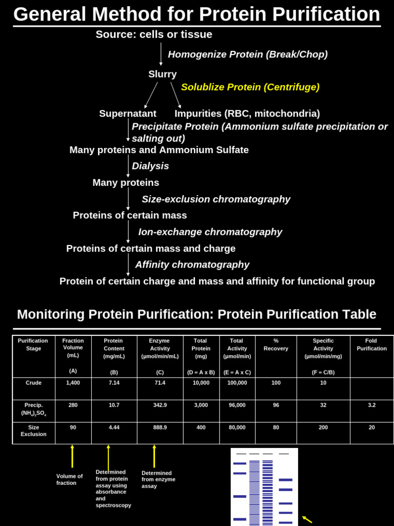 Protein Purification Techniques Overview | PDF | Protein Purification ...