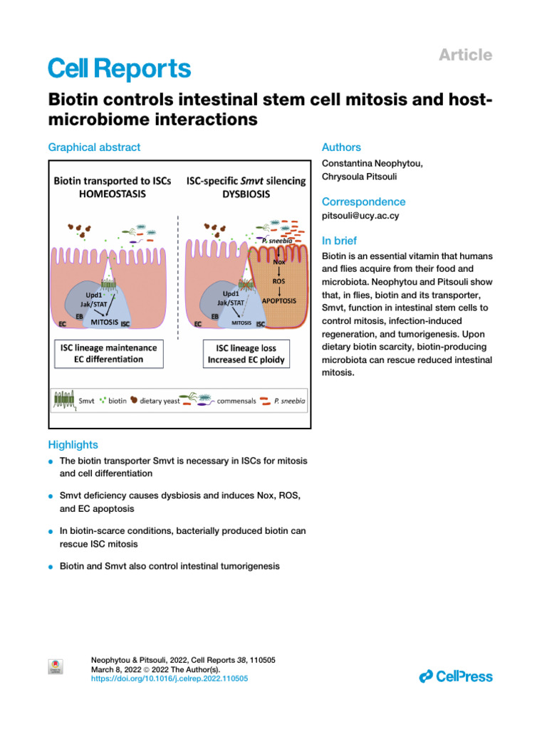 Biotin Controls Intestinal Stem Cell Mitosis and h | PDF | Microbiota ...