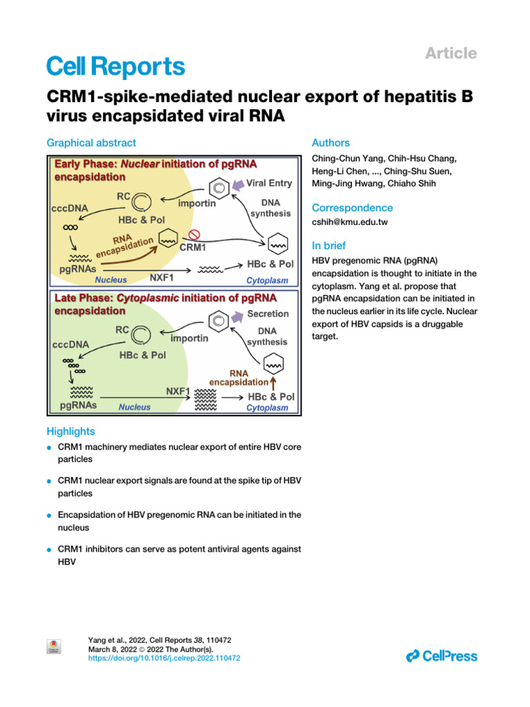 CRM1-Mediated HBV RNA Export Insights | PDF | Cell Nucleus | Life Sciences