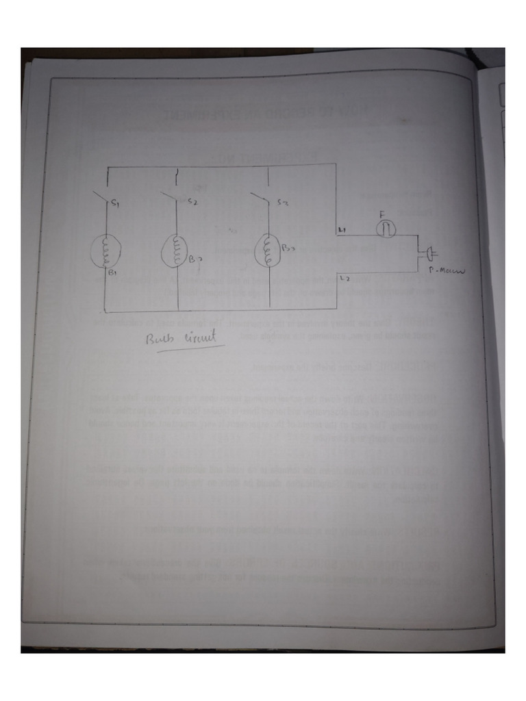 Worksheet of Evolution | PDF
