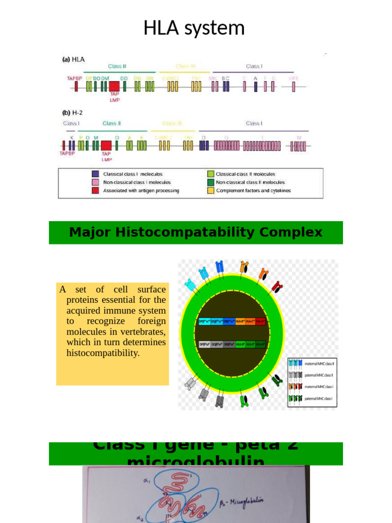 MHC and HLA | PDF