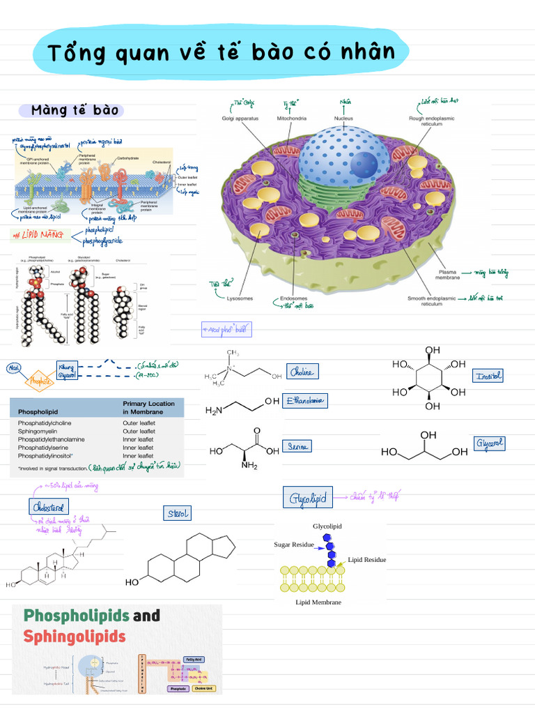 Bài 1- Sinh Lý Tế Bào | PDF | Chemical Compounds | Biochemistry
