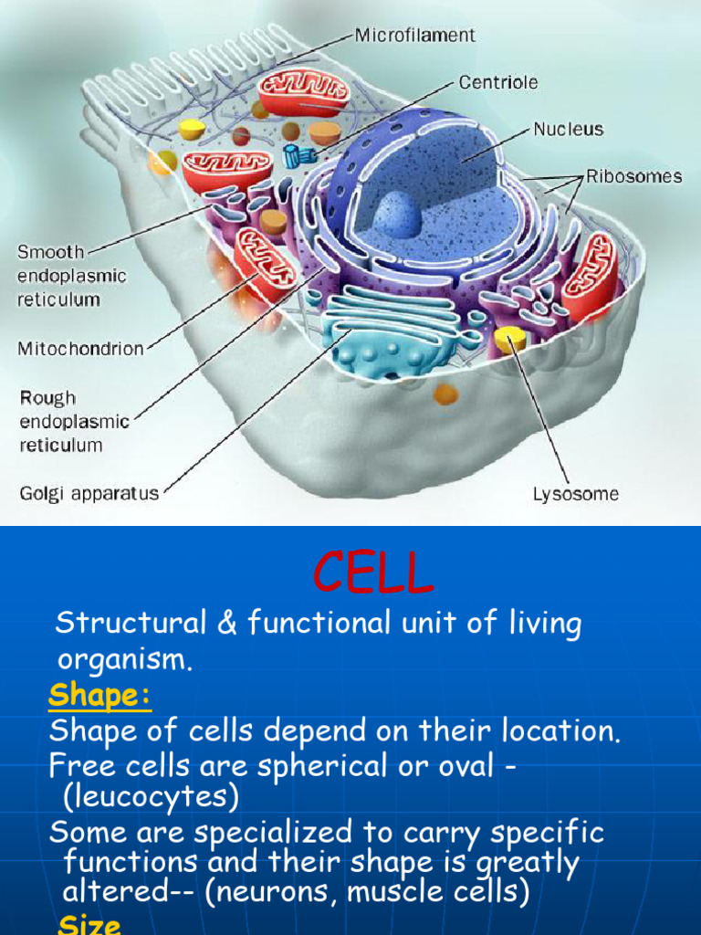CELL Final | PDF | Endoplasmic Reticulum | Cell Membrane