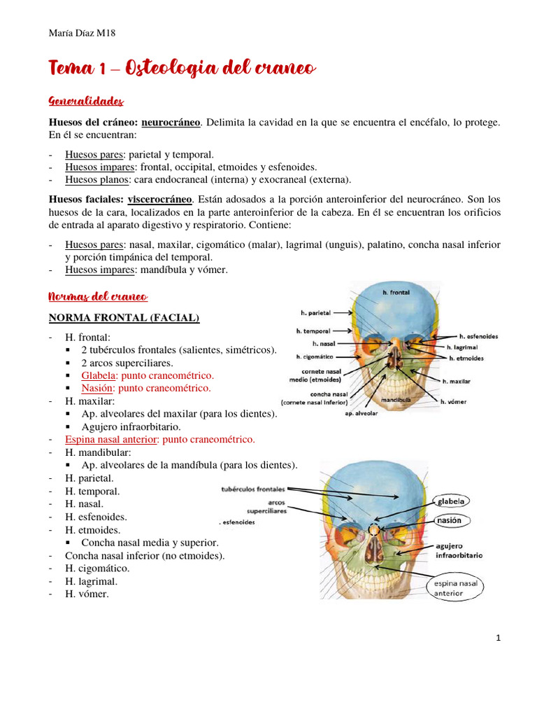 Cuarto Parcial | PDF | Nariz humana | Cráneo